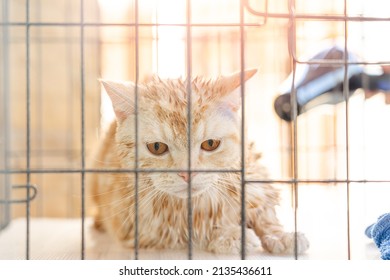 491 Disheveled cat Images, Stock Photos & Vectors | Shutterstock
