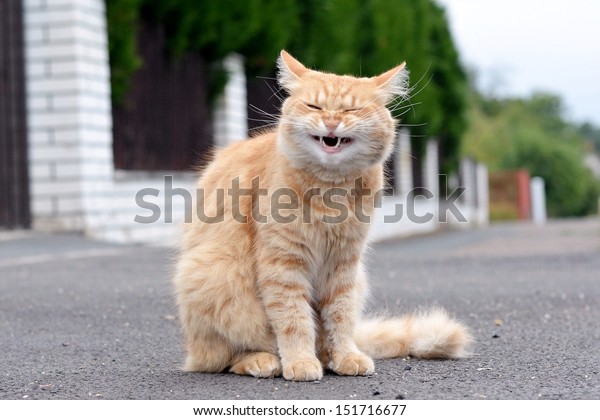 Ginger Cat Laughs Stock Photo 151716677 | Shutterstock