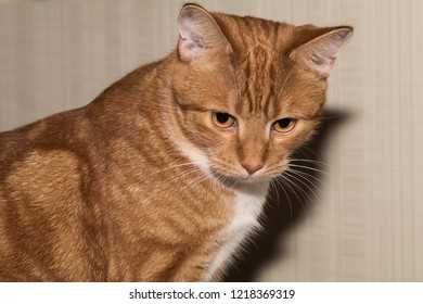 Ginger Cat Looking Down Stock Photo (Edit Now) 1218369319