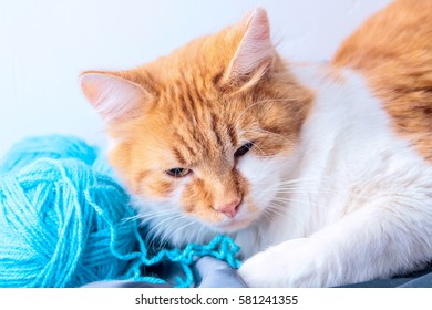 Ginger Cat Playing Ball Thread Stock Photo 581241355 | Shutterstock