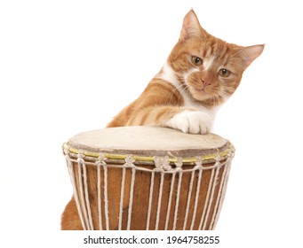 392 Cat drums Stock Photos, Images & Photography | Shutterstock