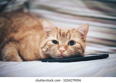 Little Cat Stock Photo 632226062 | Shutterstock