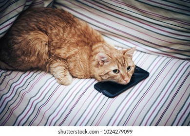 Ginger Cat Smartphone Stock Photo 1023624493 | Shutterstock
