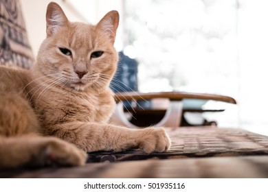 Ginger Cat Staring Camera Stock Photo 501935116 | Shutterstock