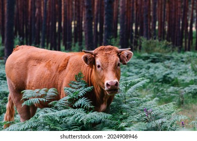 2,496 Ginger cow Images, Stock Photos & Vectors | Shutterstock