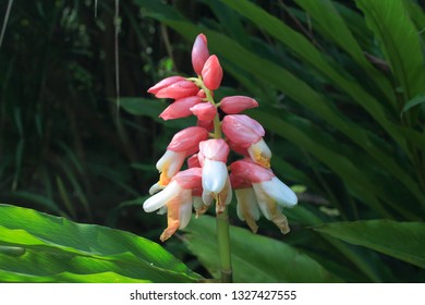 Ginger Flower Red String Stock Photo 1327427555 | Shutterstock