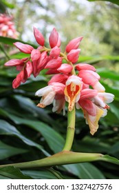 Ginger Flower Red String Stock Photo 1327427576 | Shutterstock