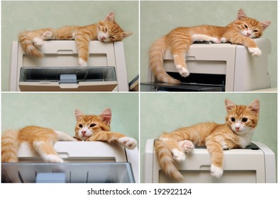 405 Cat printer Images, Stock Photos & Vectors | Shutterstock