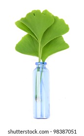 Gingko Stock Photo 98387051 | Shutterstock