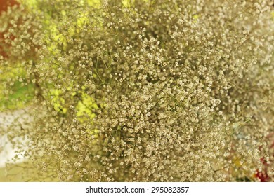 Gipsofila Plant Background Stock Photo 295082357 | Shutterstock