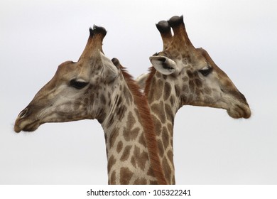 Giraffes Head Stock Photo 19435591 | Shutterstock