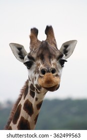 Giraffe Head Shot Stock Photo (Edit Now) 1292258458