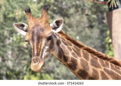Side Profile View Young Reticulated Giraffe Stock Photo 310351745 ...