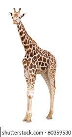 2,240 Giraffe cut out Images, Stock Photos & Vectors | Shutterstock