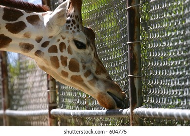 Stock Photo and Image Portfolio by Taylor Mahony | Shutterstock