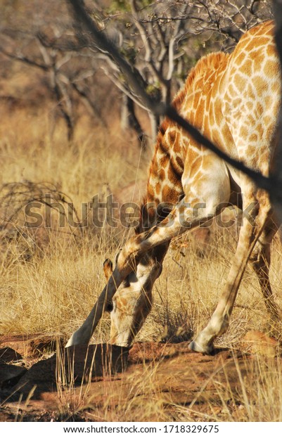 Giraffe Bending Down Graze Stock Photo 1718329675 | Shutterstock