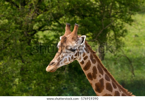 Giraffe Close Camelopard Stock Photo (Edit Now) 576919390