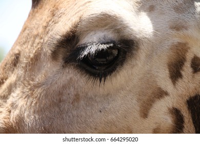 Giraffe Eye Close Captive Stock Photo 664295020 | Shutterstock