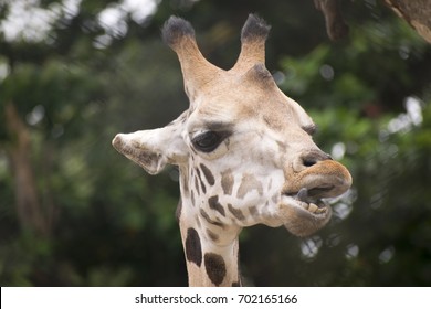 Giraffe teeth Images, Stock Photos & Vectors | Shutterstock
