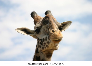Giraffe Face Closeup Stock Photo 1139948672 | Shutterstock