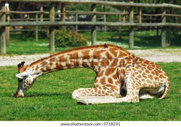 Giraffe Grass Stock Photo (Edit Now) 3718231