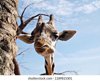 Giraffe Looking Camera Stock Photo 1189815301 | Shutterstock