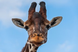 Bella Giraffe staring at the photographer's camera, an Animal Photo by ...