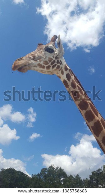 Giraffe Looking Down Stock Photo 1365758603 | Shutterstock