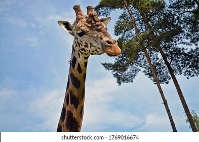 314 Giraffe looking down Images, Stock Photos & Vectors | Shutterstock