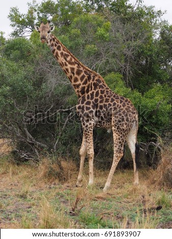 Giraffe Looking Out Predators Stock Photo (Edit Now) 691893907 ...