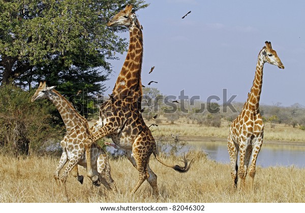 Giraffe Mating Stock Photo (Edit Now) 82046302