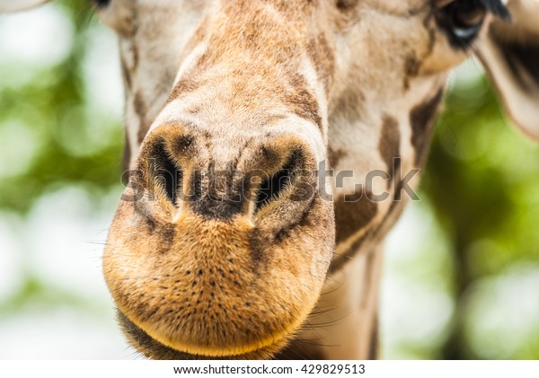 Giraffe Noseclose Stock Photo 429829513 | Shutterstock