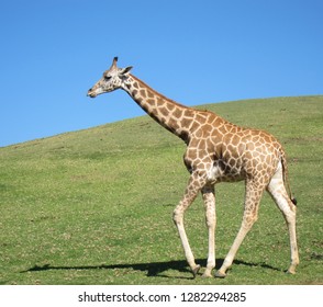 Giraffe Side View Stock Photo 1282294285 | Shutterstock