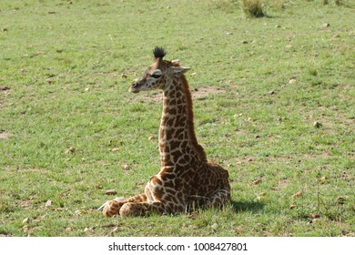 98 Giraffe sitting down Images, Stock Photos & Vectors | Shutterstock