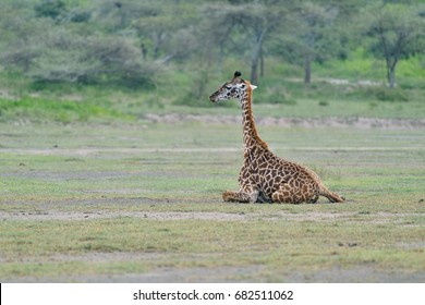 Giraffe Sitting Down Stock Photo 682511062 | Shutterstock