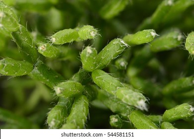 Glabrous Leaf Stock Photo (Edit Now) 544581151