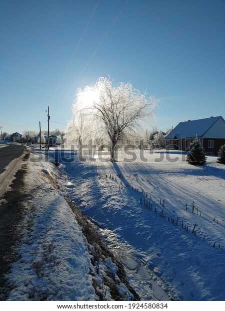 Glacier Tree Below Zero Winter 2021 Stock Photo 1924580834 | Shutterstock