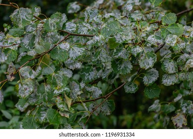 1,849 Glaucous Leaves Images, Stock Photos & Vectors | Shutterstock