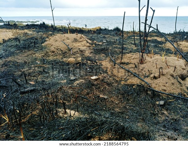 Global Warming Fireworks Forest Fire Burnt Stock Photo 2188564795 ...