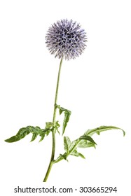 Dandelion Drawing Sketch On White Background: vector de stock (libre de ...