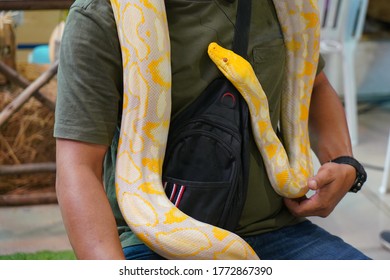 685 imágenes de Thai python - Imágenes, fotos y vectores de stock ...