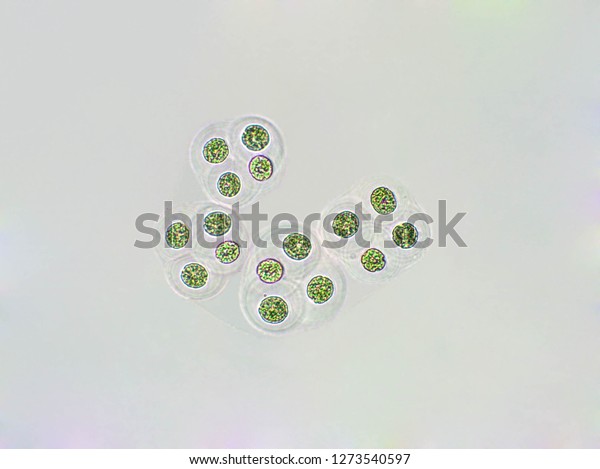Gloeocapsa Sp Algae Under Microscopic View Stock Photo 1273540597 ...