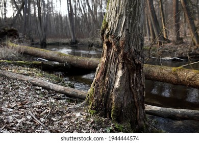 Try our API - Shutterstock