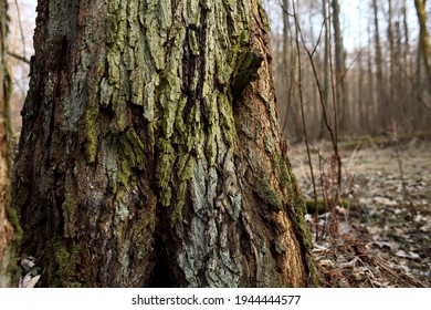 Try our API - Shutterstock