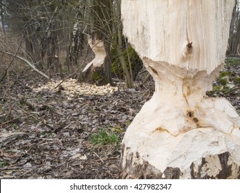 Gnawed Tree Stock Photo 427982347 | Shutterstock
