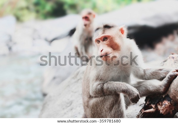 Goan Monkey Stock Photo 359781680 | Shutterstock