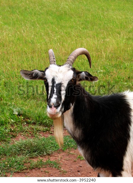 Goat Stock Photo (Edit Now) 3952240