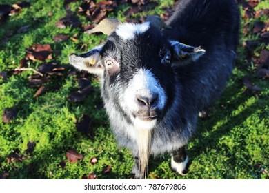 Goat Looking Camera Stock Photo 787679806 | Shutterstock