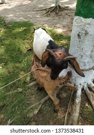 Goat Under Tree Stock Photo 1373538431 | Shutterstock