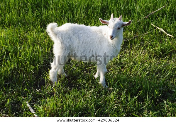 Goatling Stock Photo (Edit Now) 429806524